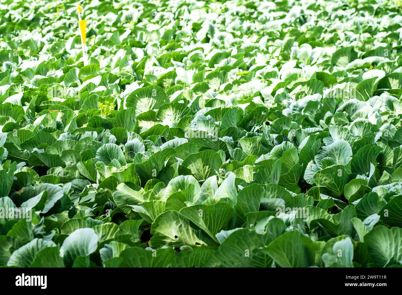 cabbage farming field Stock Photo - Alamy
