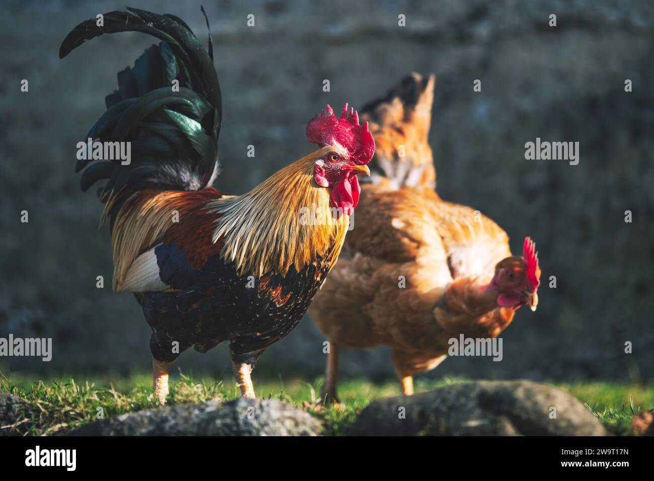Two chickens eggs hi-res stock photography and images - Alamy