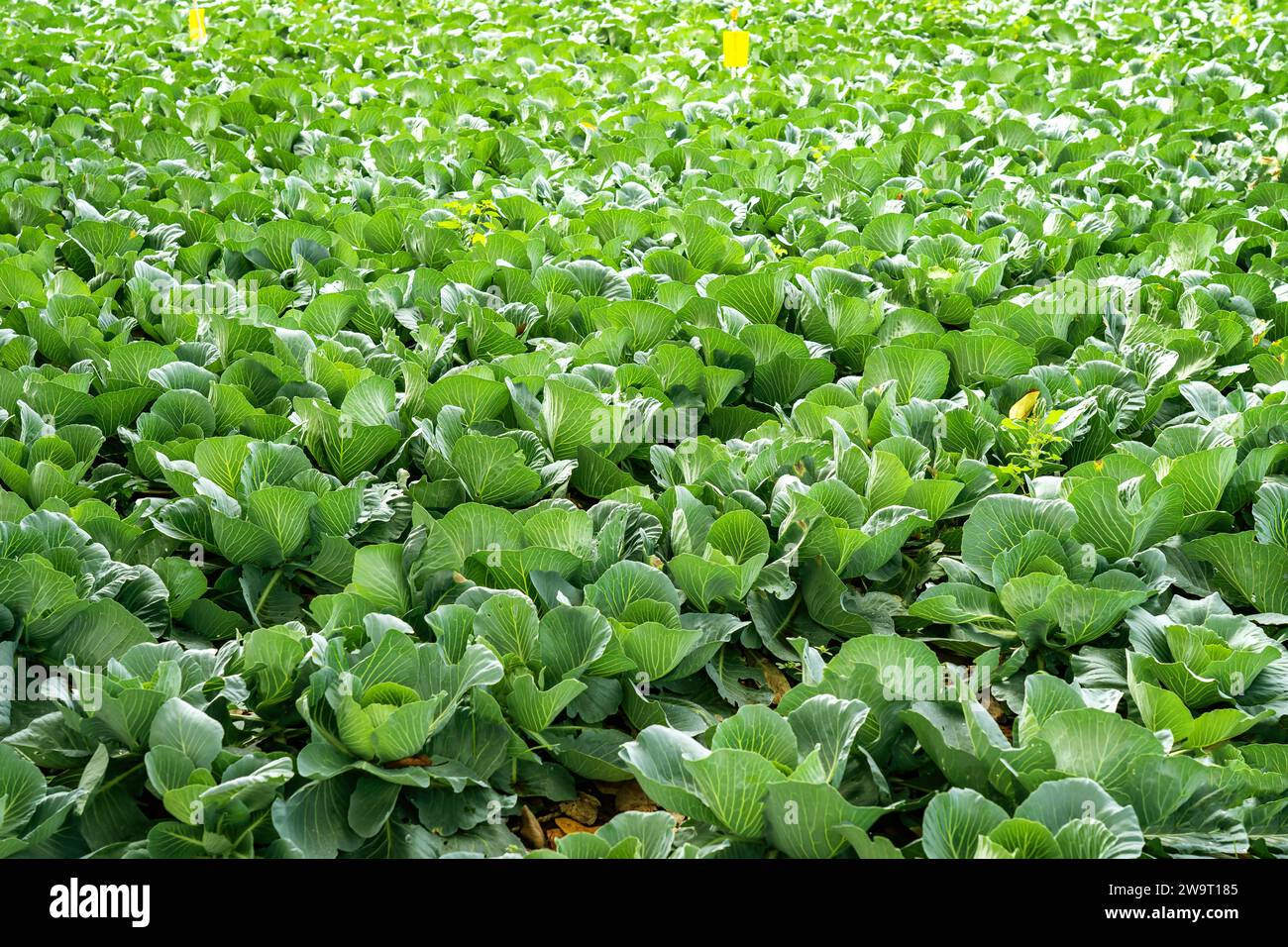 cabbage farming field Stock Photo - Alamy