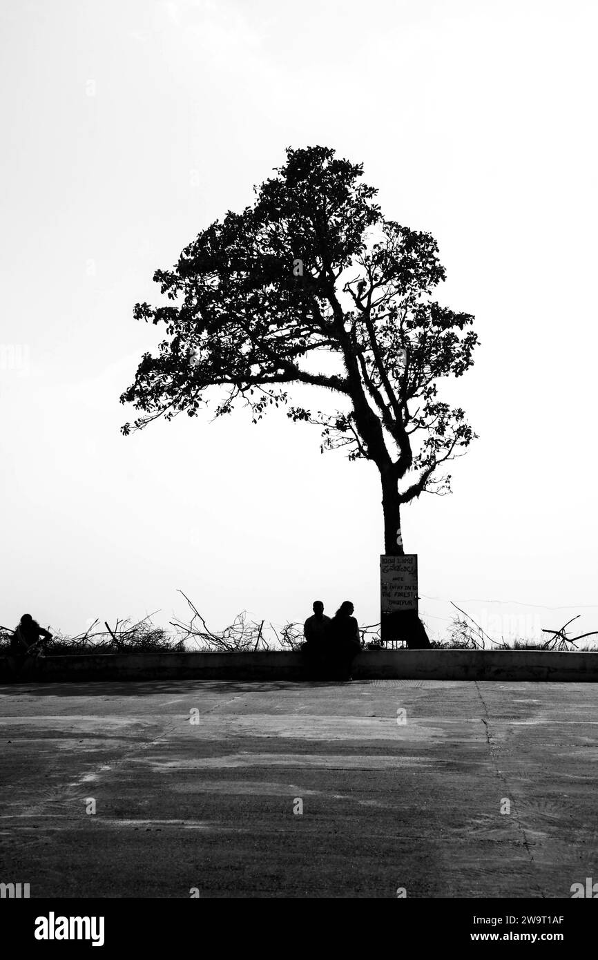 tree background images Stock Photo - Alamy