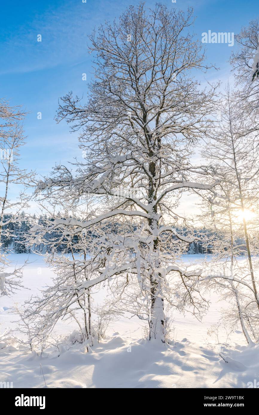 Swedish winter scene with ice, snow and parts of a lake and birch trees ...
