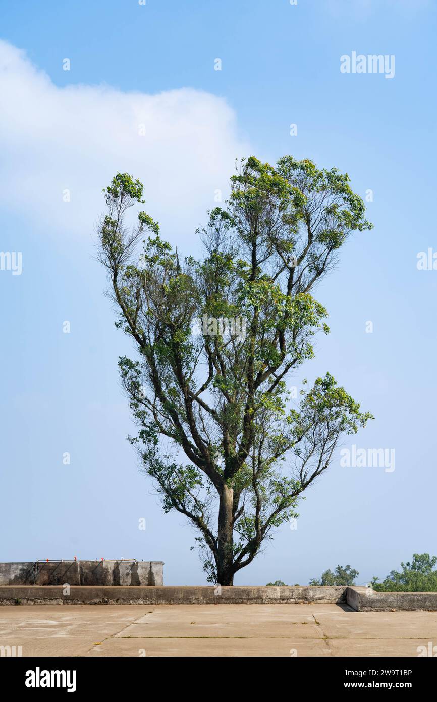 tree background images Stock Photo - Alamy