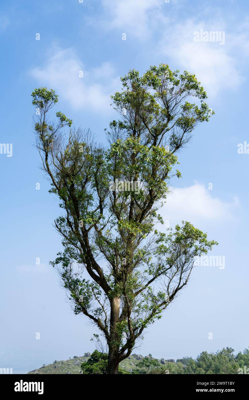 tree background images Stock Photo - Alamy