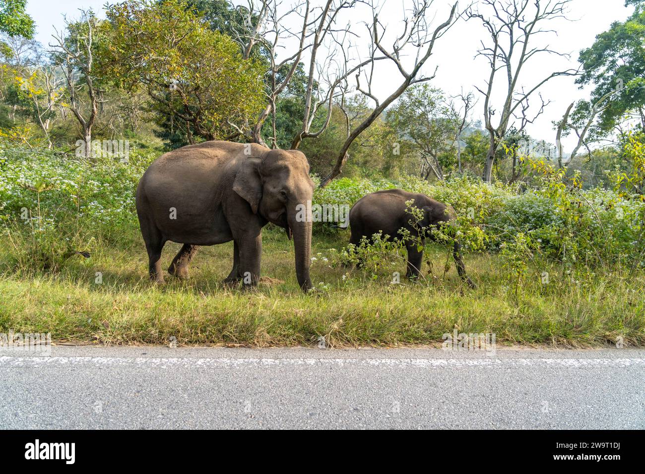 Elephant Forest in Karnataka Stock Photo - Alamy