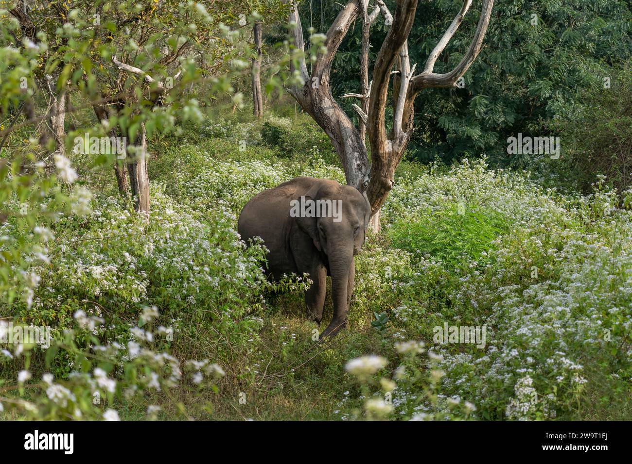 Elephant Forest in Karnataka Stock Photo - Alamy