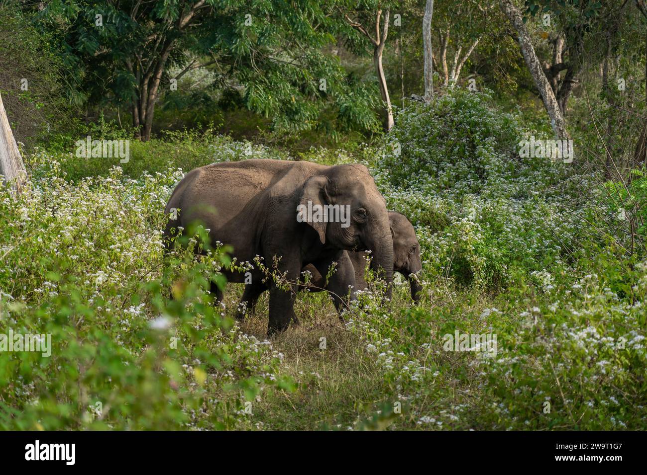 Elephant Forest in Karnataka Stock Photo - Alamy
