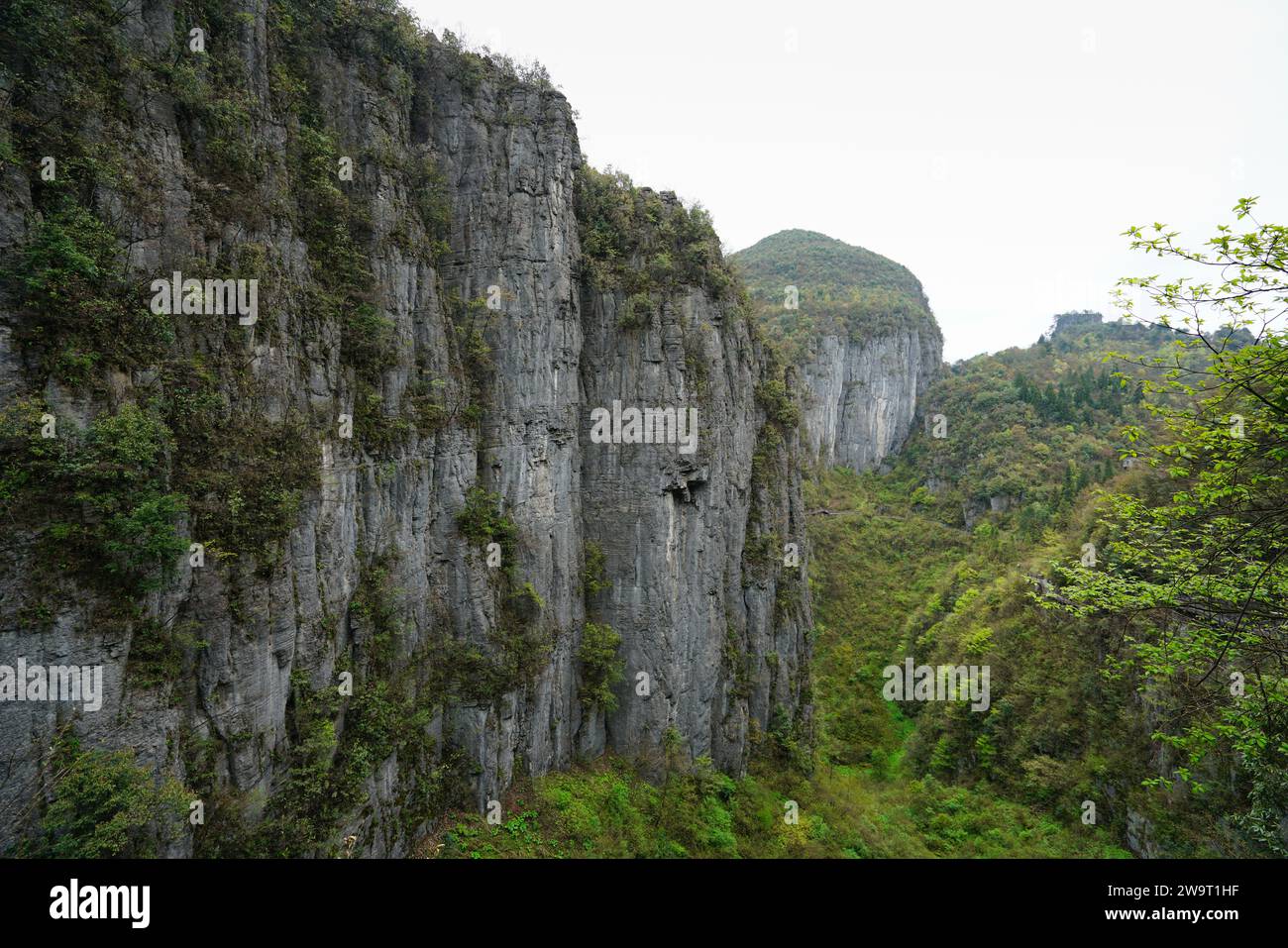 A mountain of huge pillars formed from Triassic limestone. Enshi Grand ...
