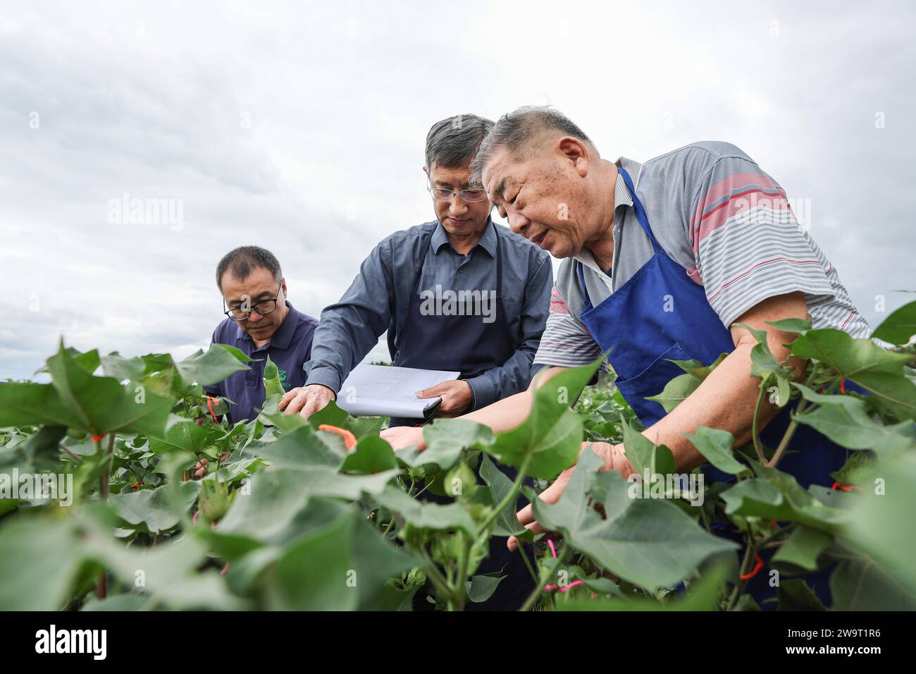 Sanya, China's Hainan Province. 29th Dec, 2023. Cotton breeding expert ...