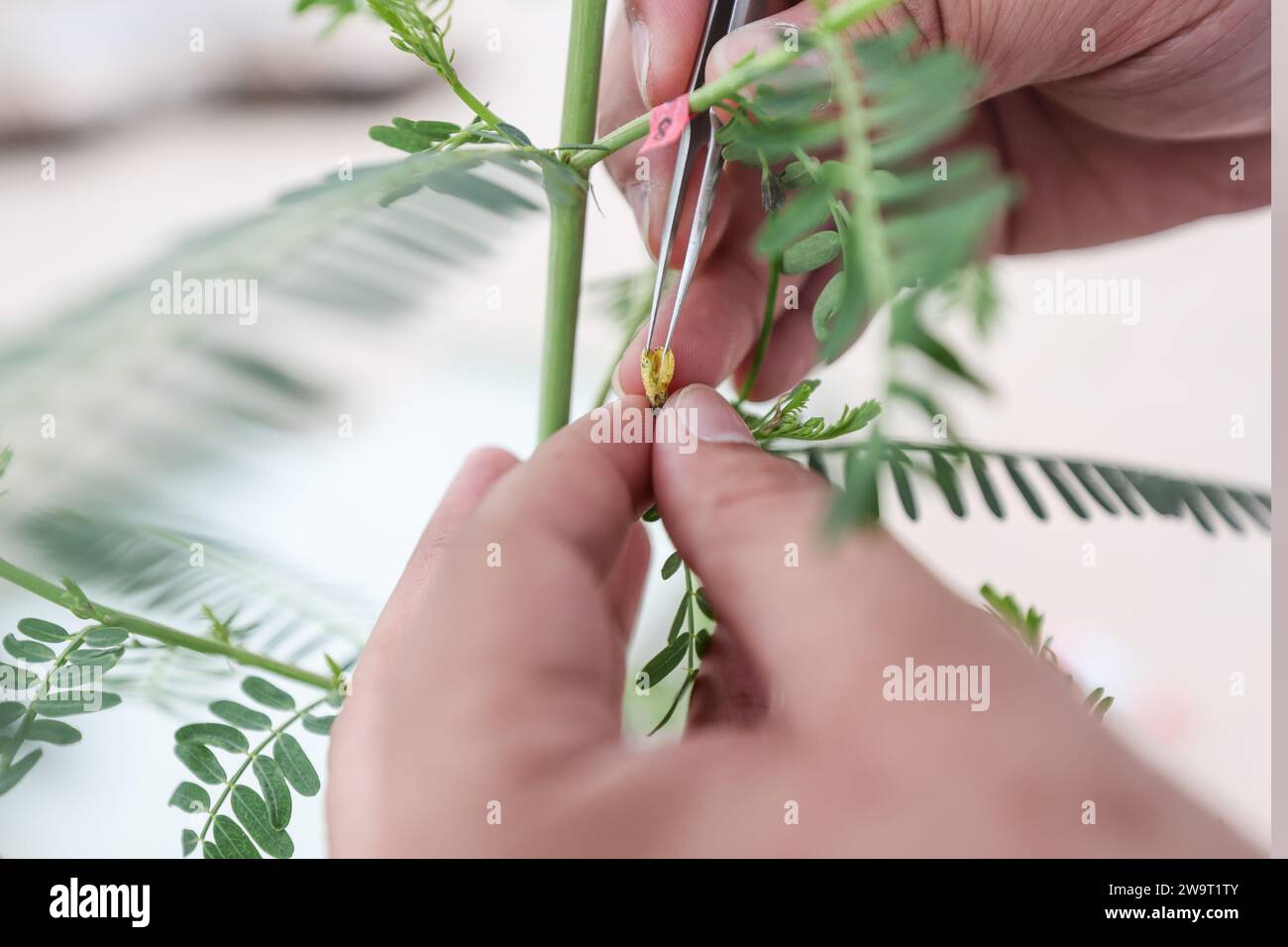 Sanya, China's Hainan Province. 29th Dec, 2023. A researcher conducts ...