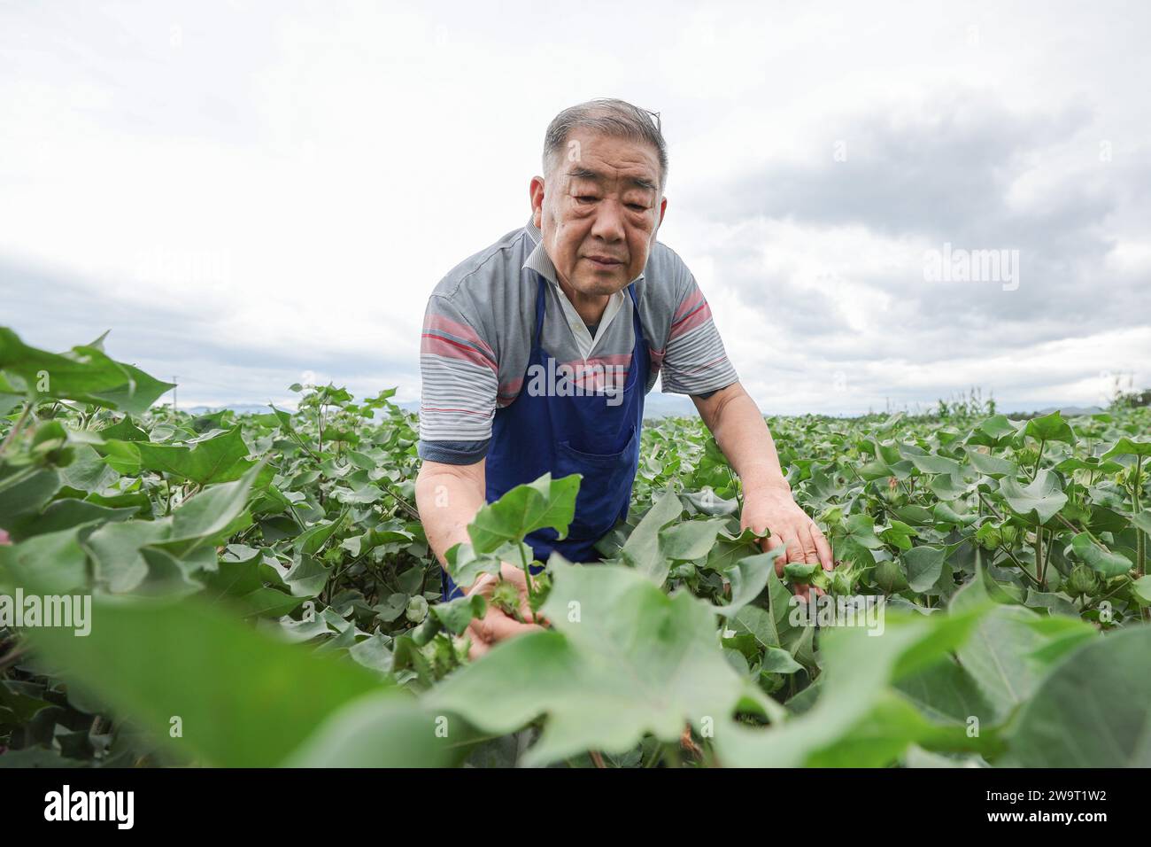 Sanya, China's Hainan Province. 29th Dec, 2023. Cotton breeding expert ...