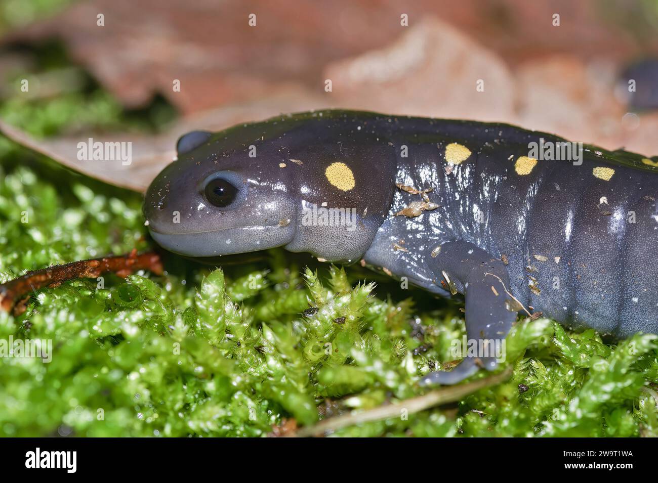 Detailed closeup on the North American, yellow spotted mole salamander ...
