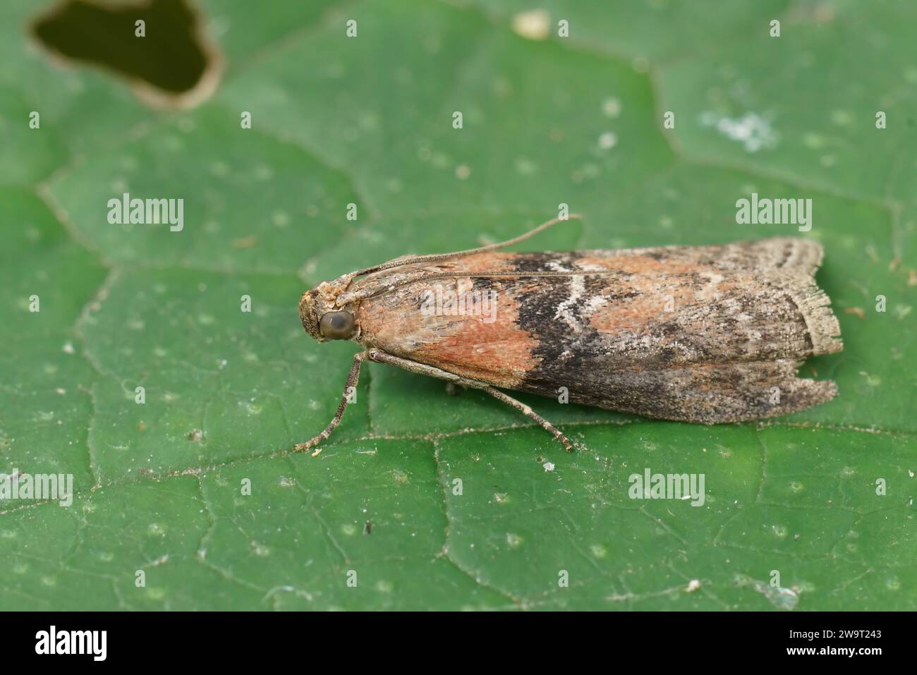 Natural closeup on a small Willow Knot-horn moth, Sciota adelphella ...