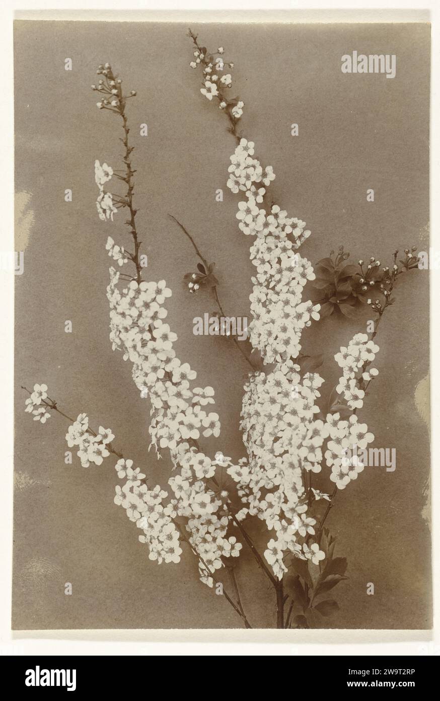Flowers of the muscle bush, c. 1900 - c. 1930 photograph Netherlands ...