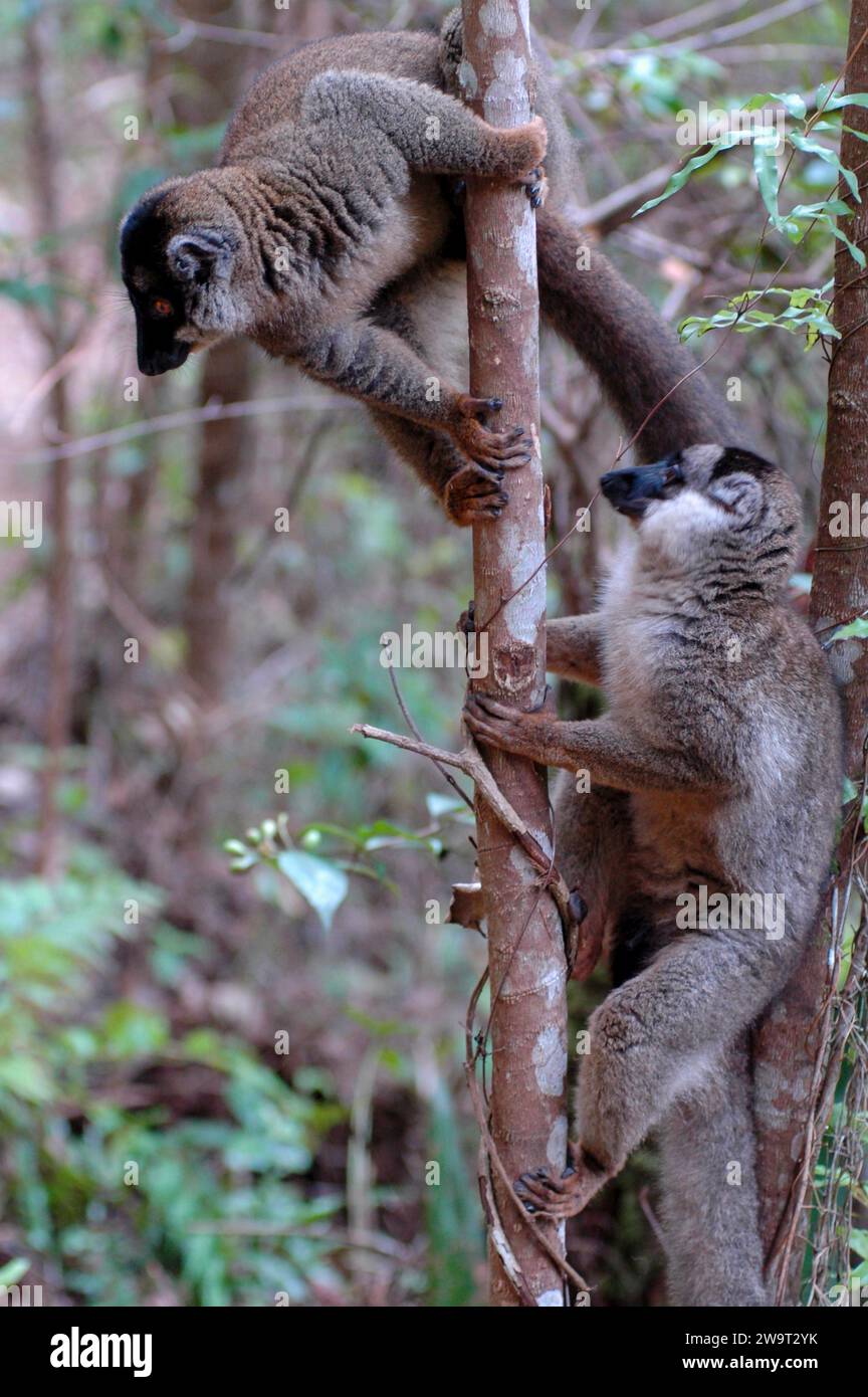 Lemur taken in natural environment, Madagascar forest. First floor ...