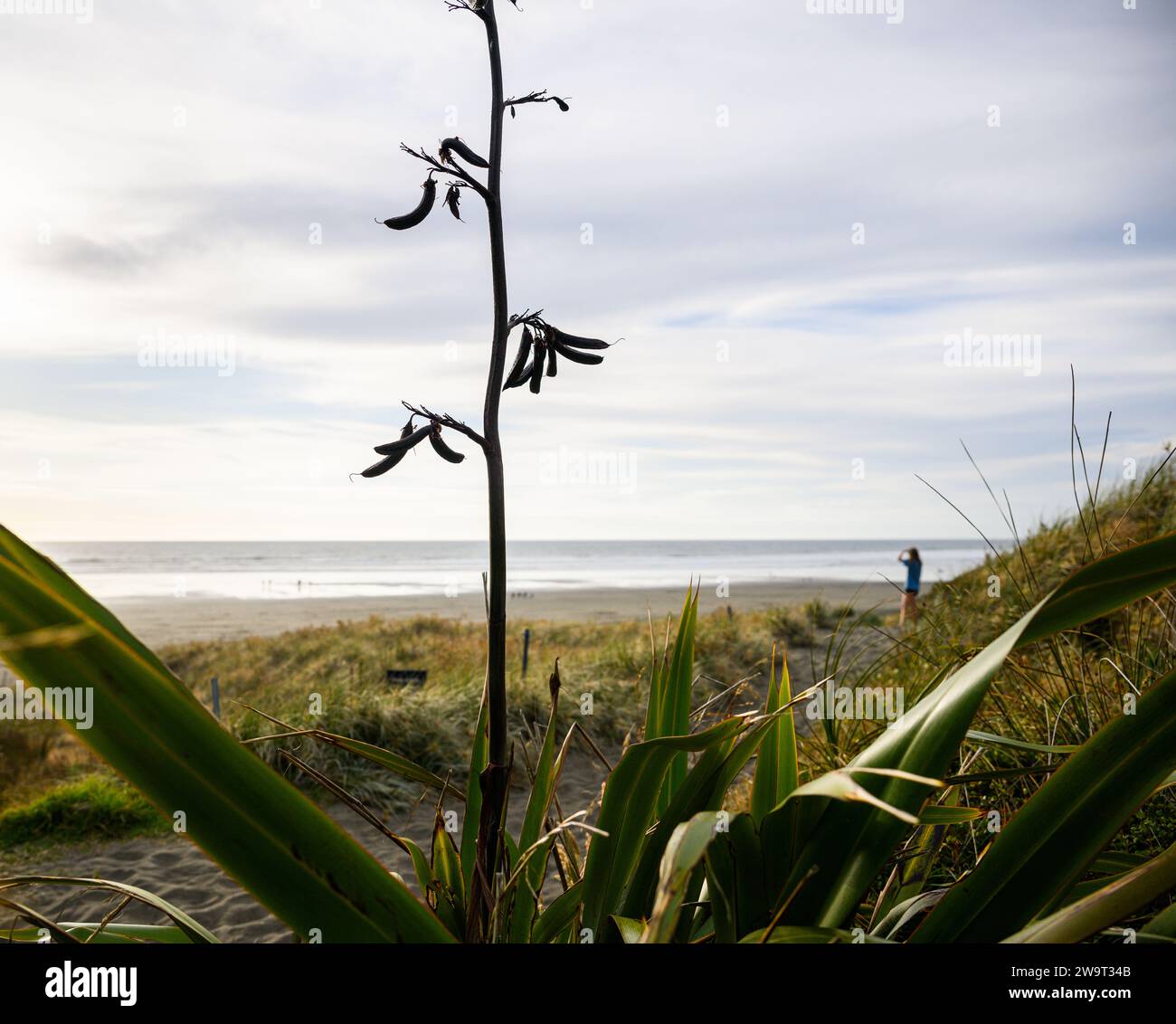 Fresh native New Zealand Flax (Harakeke) at Muriwai Beach ...