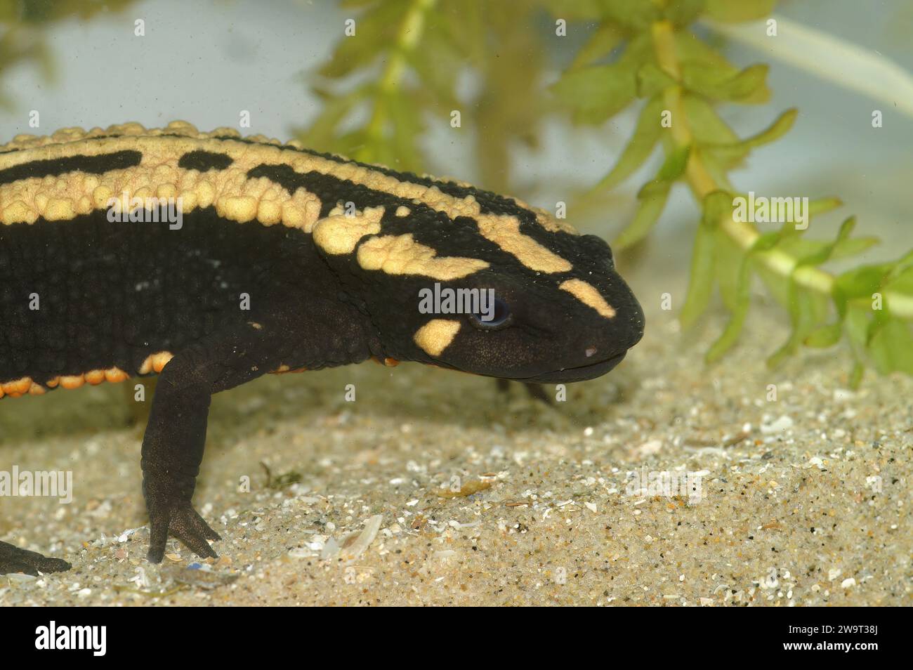 Detailed closeup on an colorful adult of the endangered Laos warty newt ...