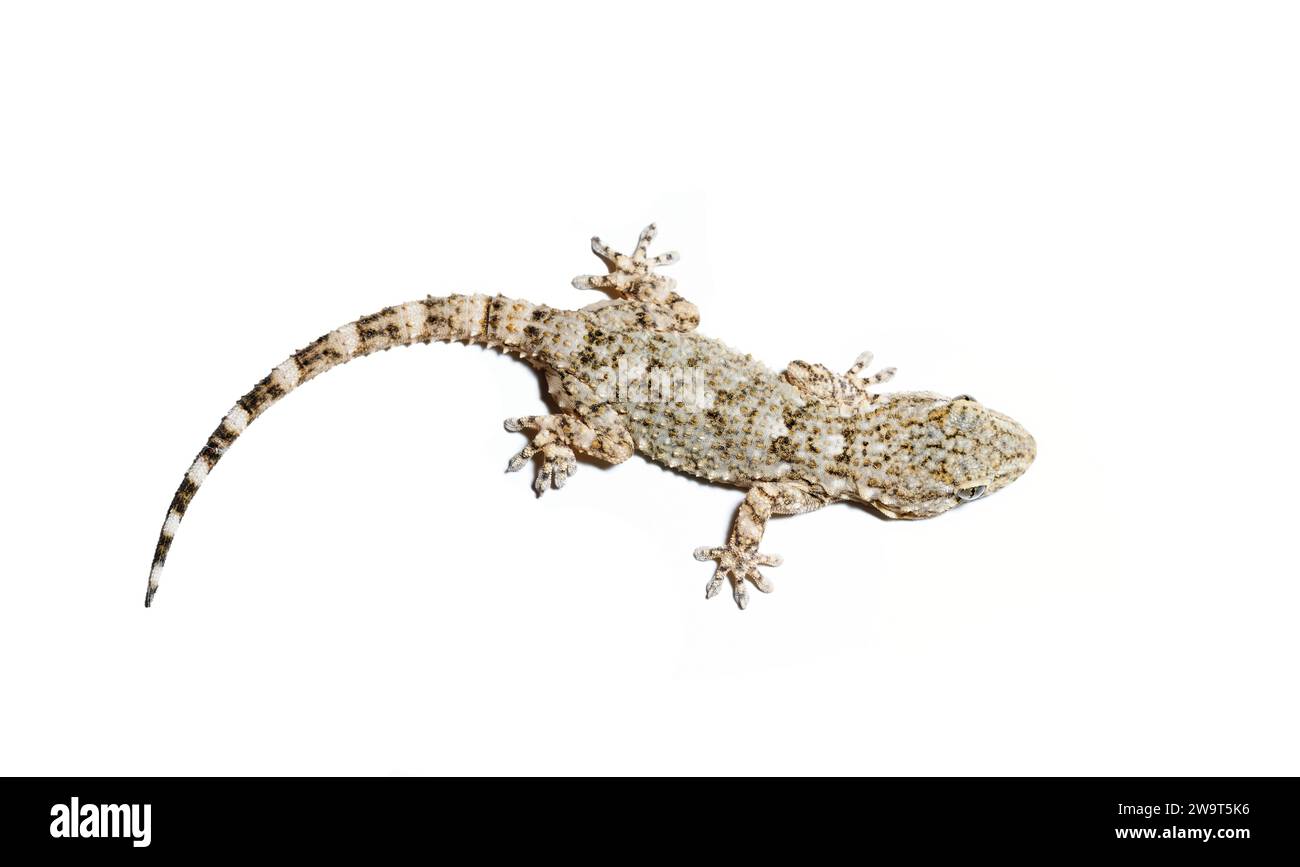 Tarentola mauritanica, known as the common wall gecko, closeup of the ...