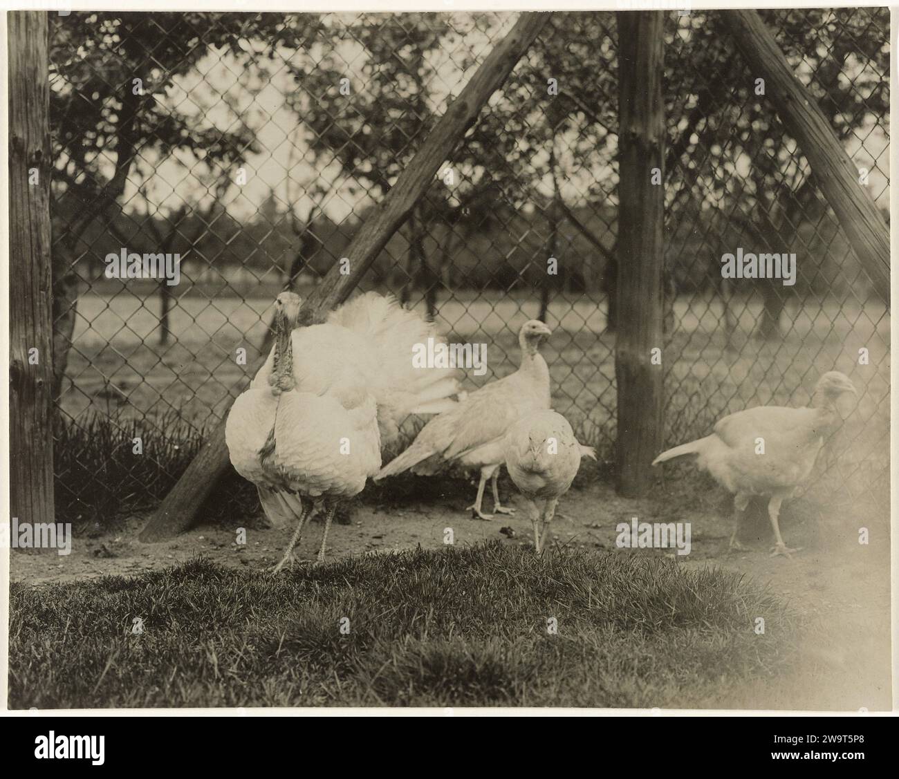 Four turkeys, Richard Tepe, c. 1900 - c. 1940 photograph Netherlands ...