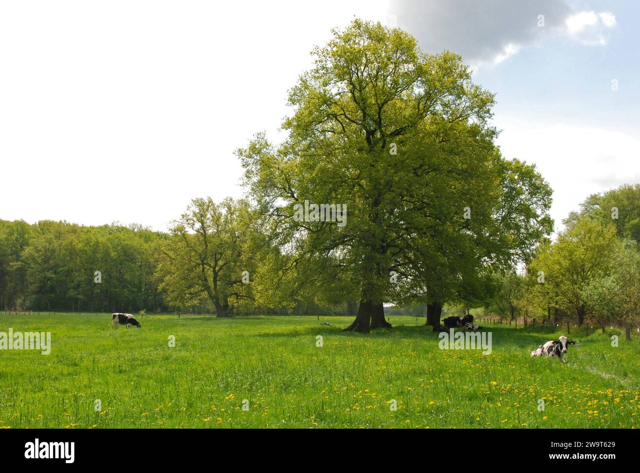 Rinderzuchtbetrieb hi-res stock photography and images - Alamy