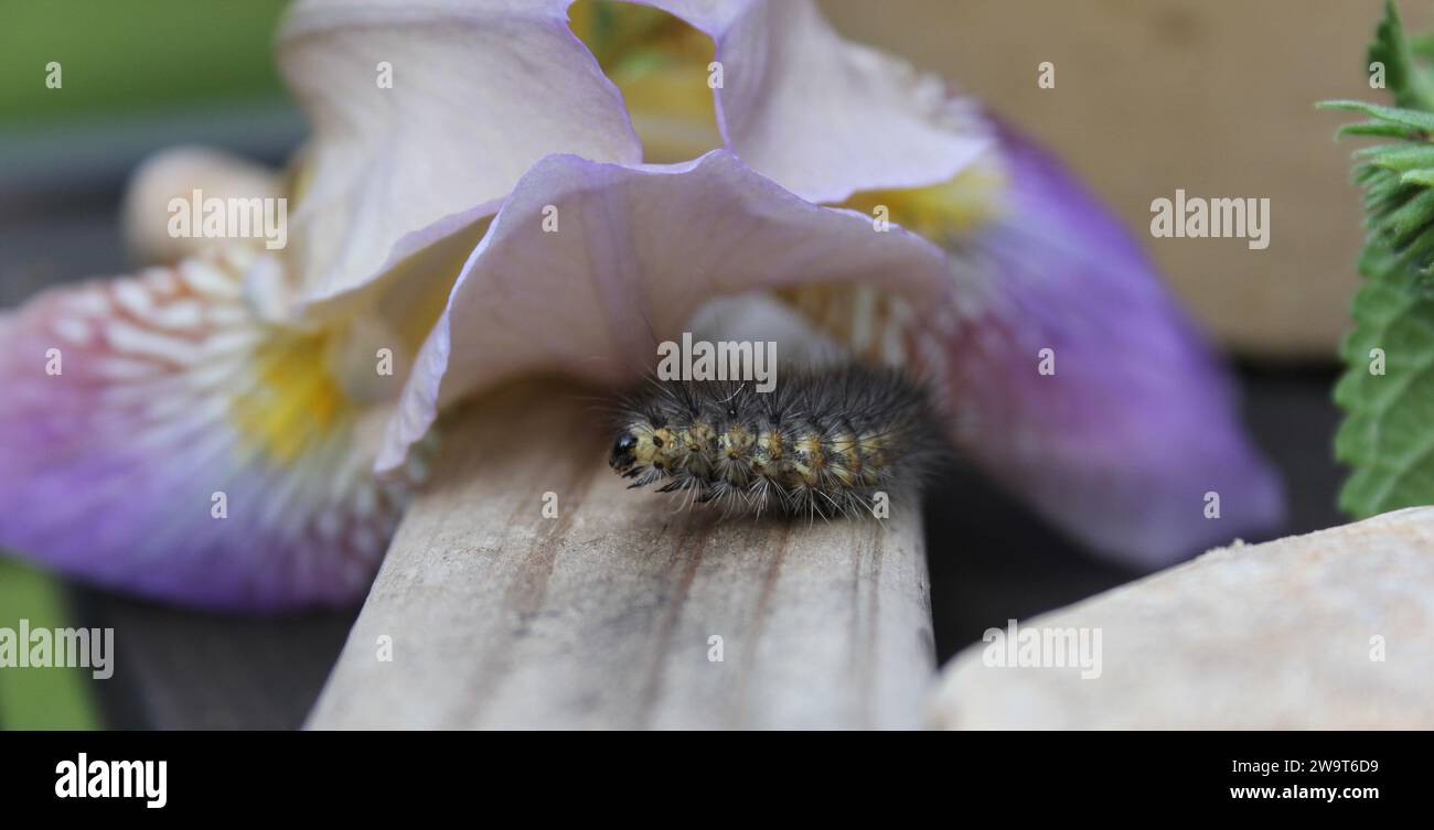 Fuzzy caterpillar hi-res stock photography and images - Alamy