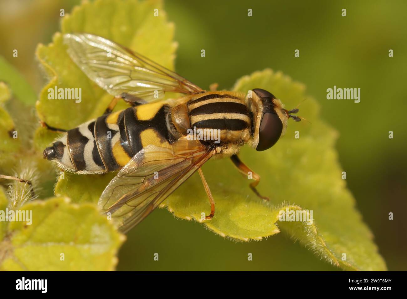 Tiger hoverfly hi-res stock photography and images - Alamy
