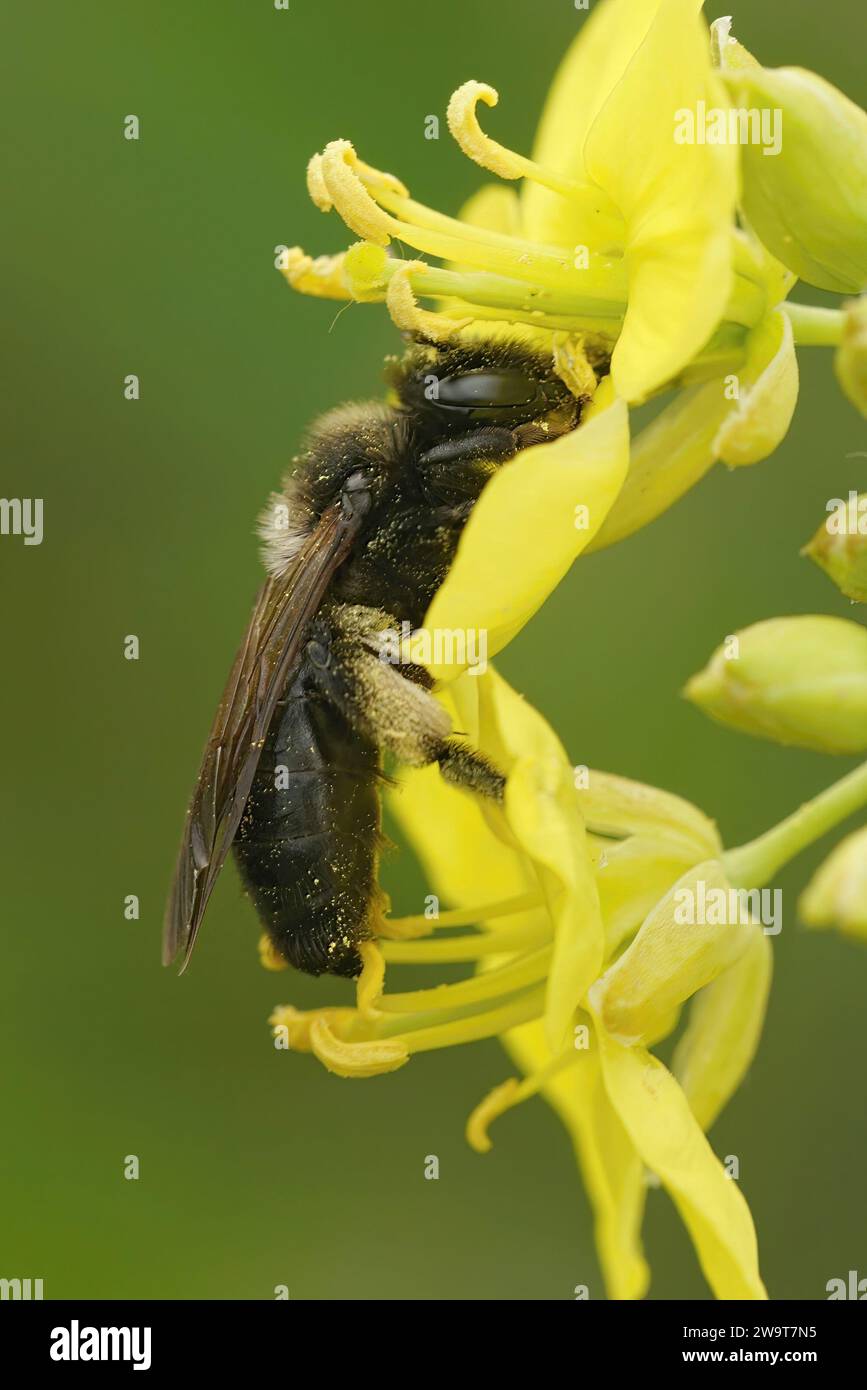 Detailed dorsal closeup on a female of the rather large Buffish mining ...
