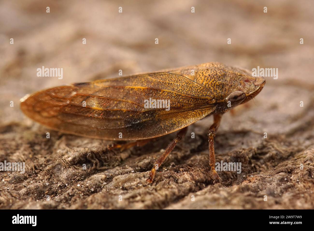 Detailed closeup on the European alder spittlebug, Aphrophora alni ...