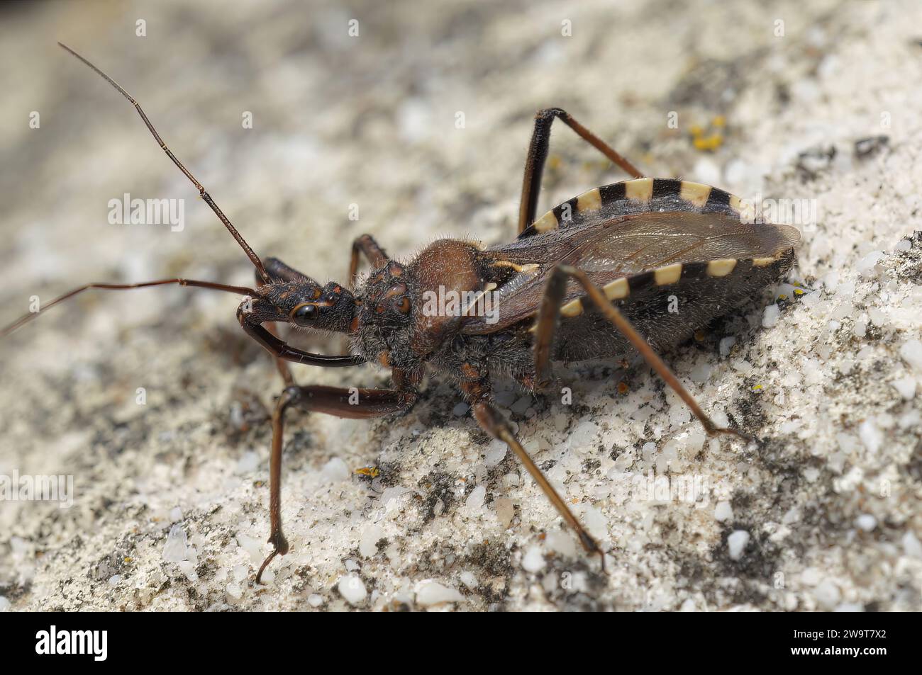 Detailed closeup on a brown Mediterranean assassin bug, Rhynocoris ...