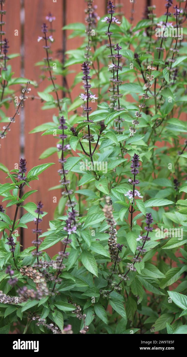 Thai Basil Growing in Garden - O. basilicum var. thyrsiflora Close up ...