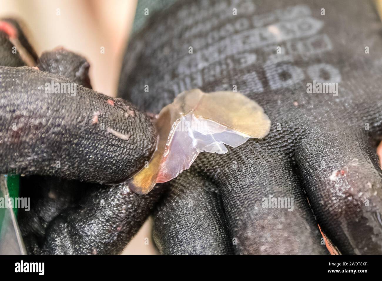 Farmer carp hi-res stock photography and images - Alamy