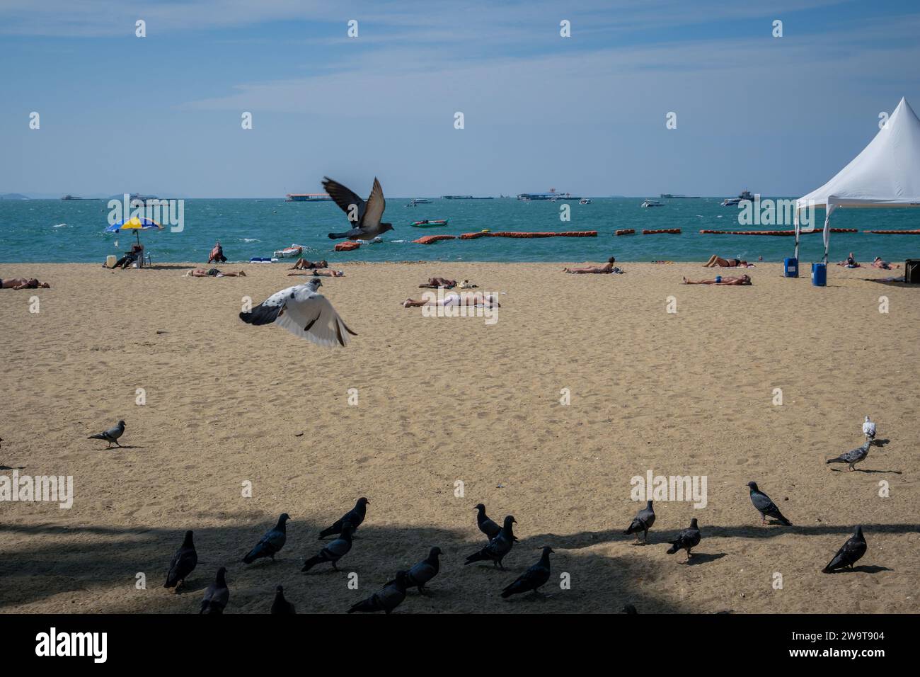 Pattaya, Thailand. 27th Dec, 2023. Birds seen on Pattaya Beach. Pattaya ...