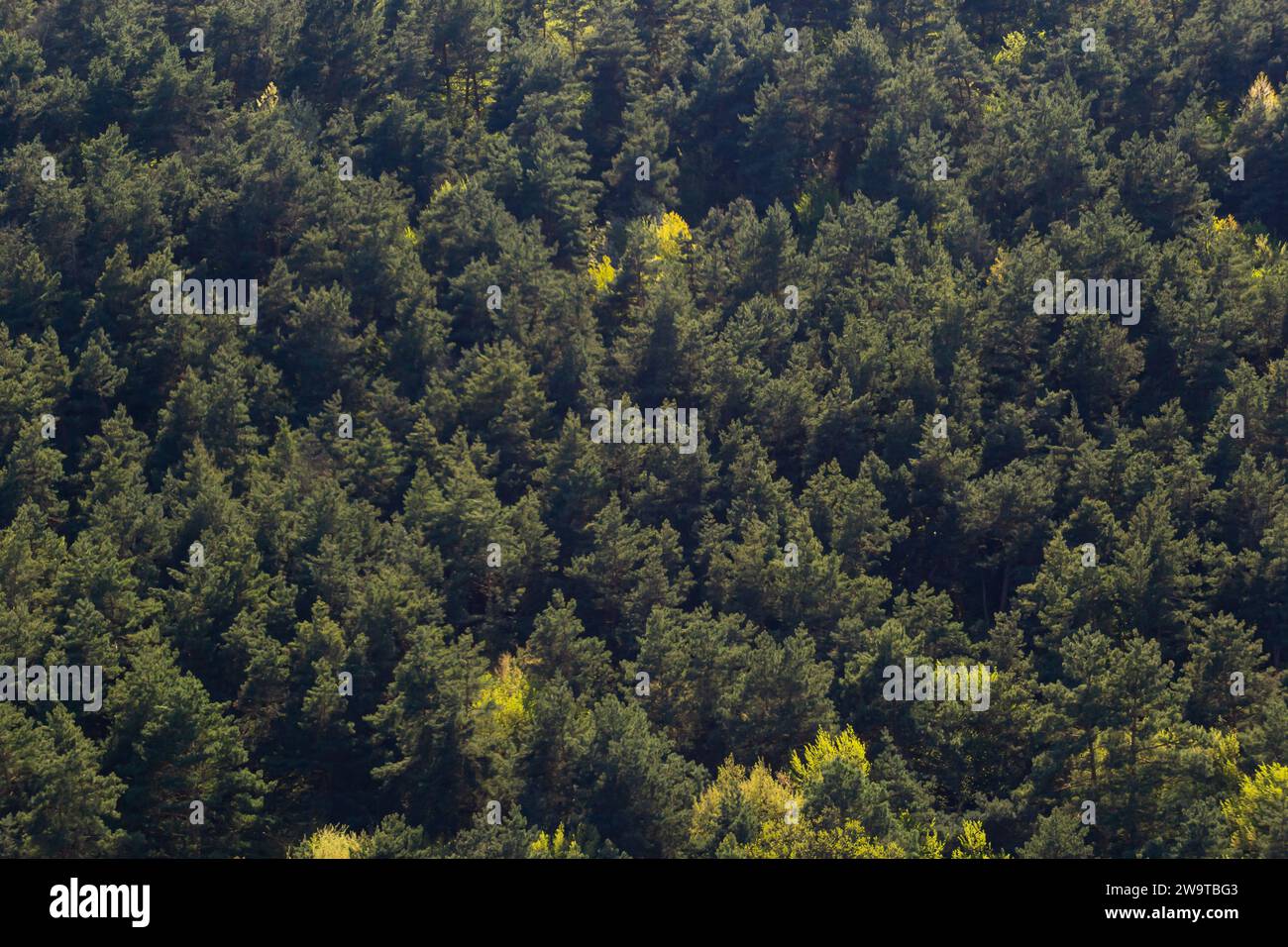 Aerial top view forest tree, Rainforest ecosystem and healthy ...