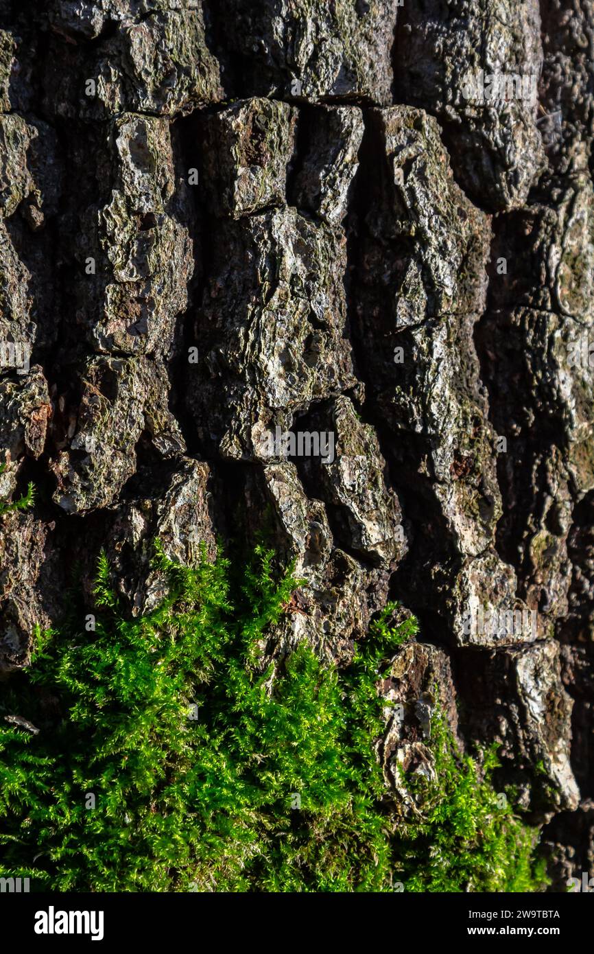 old wood tree bark texture with green moss Stock Photo - Alamy