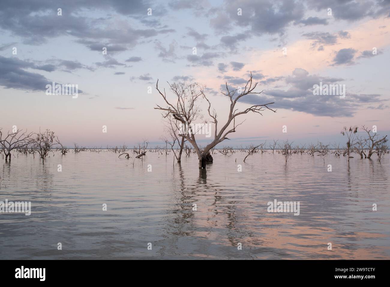 Eucalyptus Tree on Lake Pamamaroo at Sunset Stock Photo - Alamy
