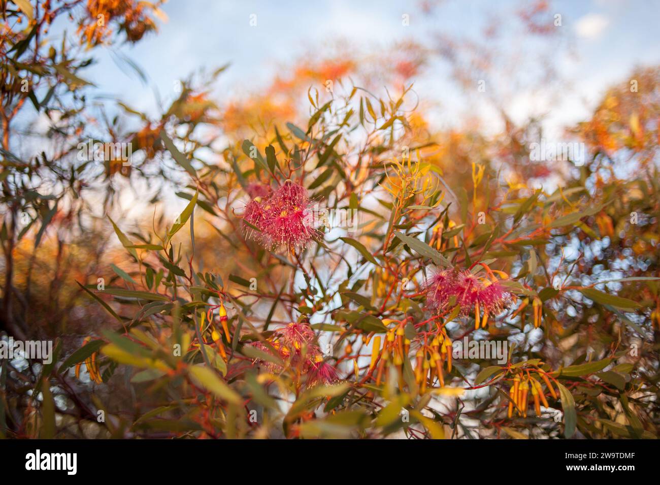 Australian native gum in bloom Stock Photo - Alamy