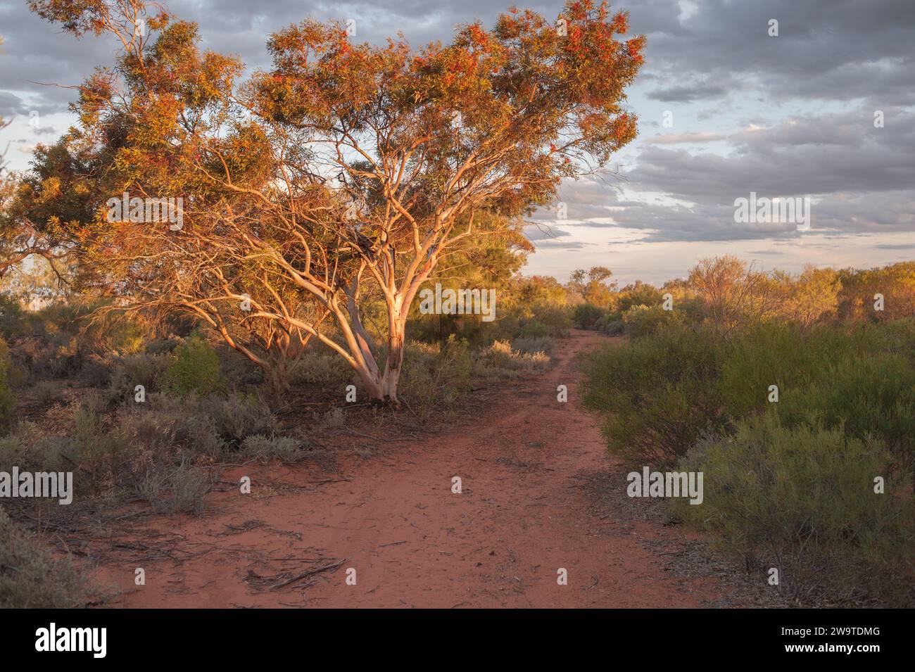Sunset against a young Eucalyptus tree at Lake Pamamaroo Campground ...