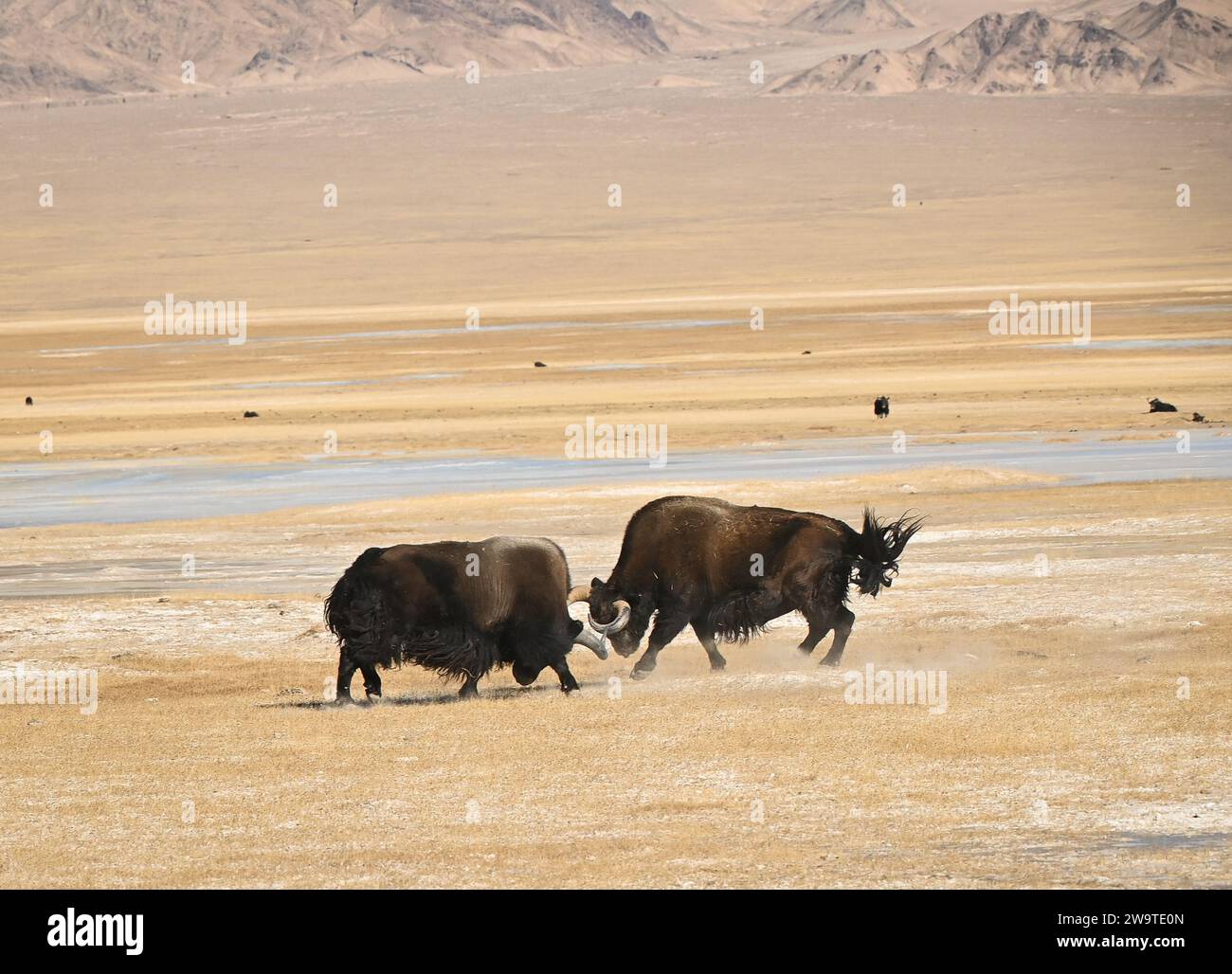 Urumqi. 23rd Dec, 2023. Wild yaks fight at the Altun Mountains National ...