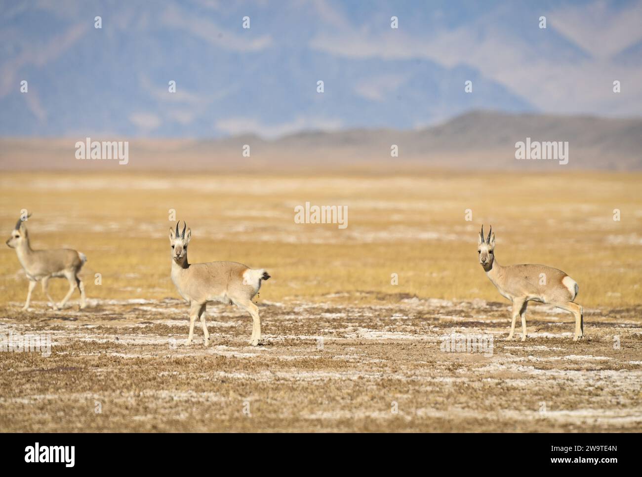 Urumqi. 22nd Dec, 2023. Tibetan goas (Procapra picticaudata) are seen ...