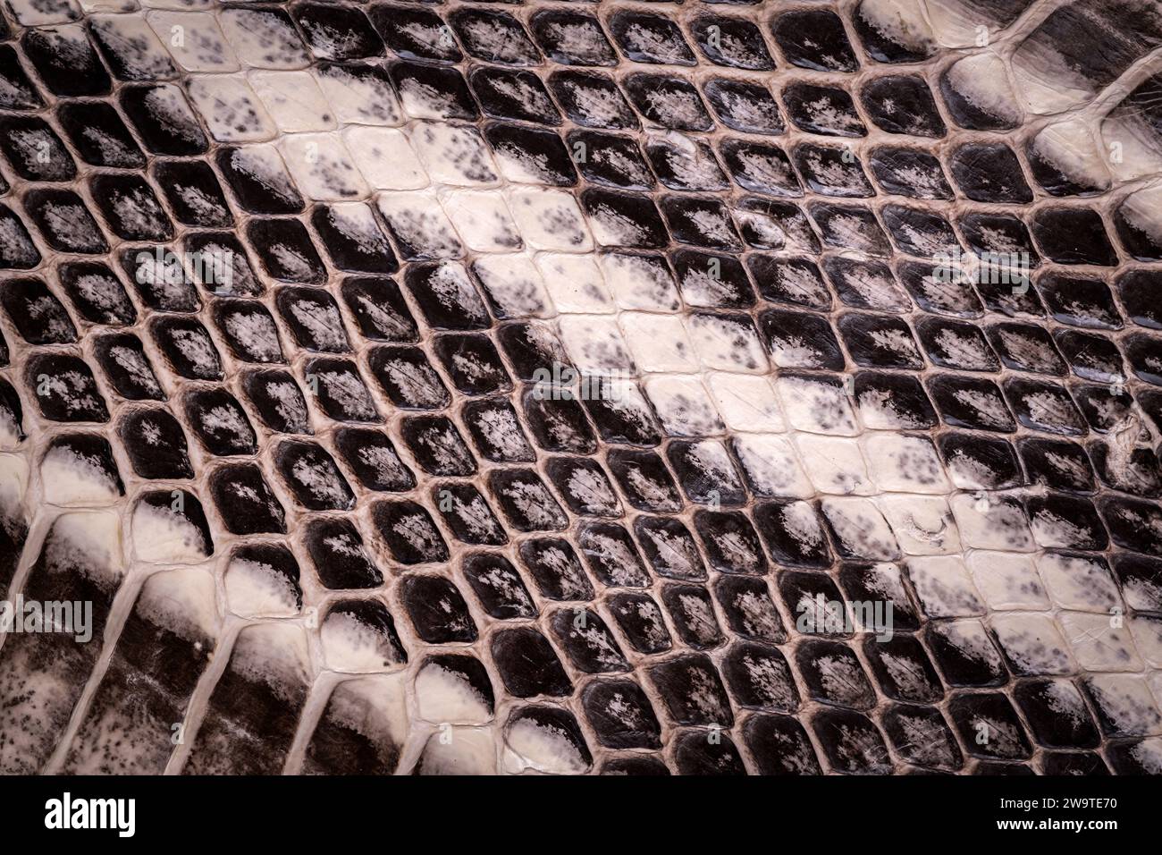 Serpent leather hi-res stock photography and images - Alamy