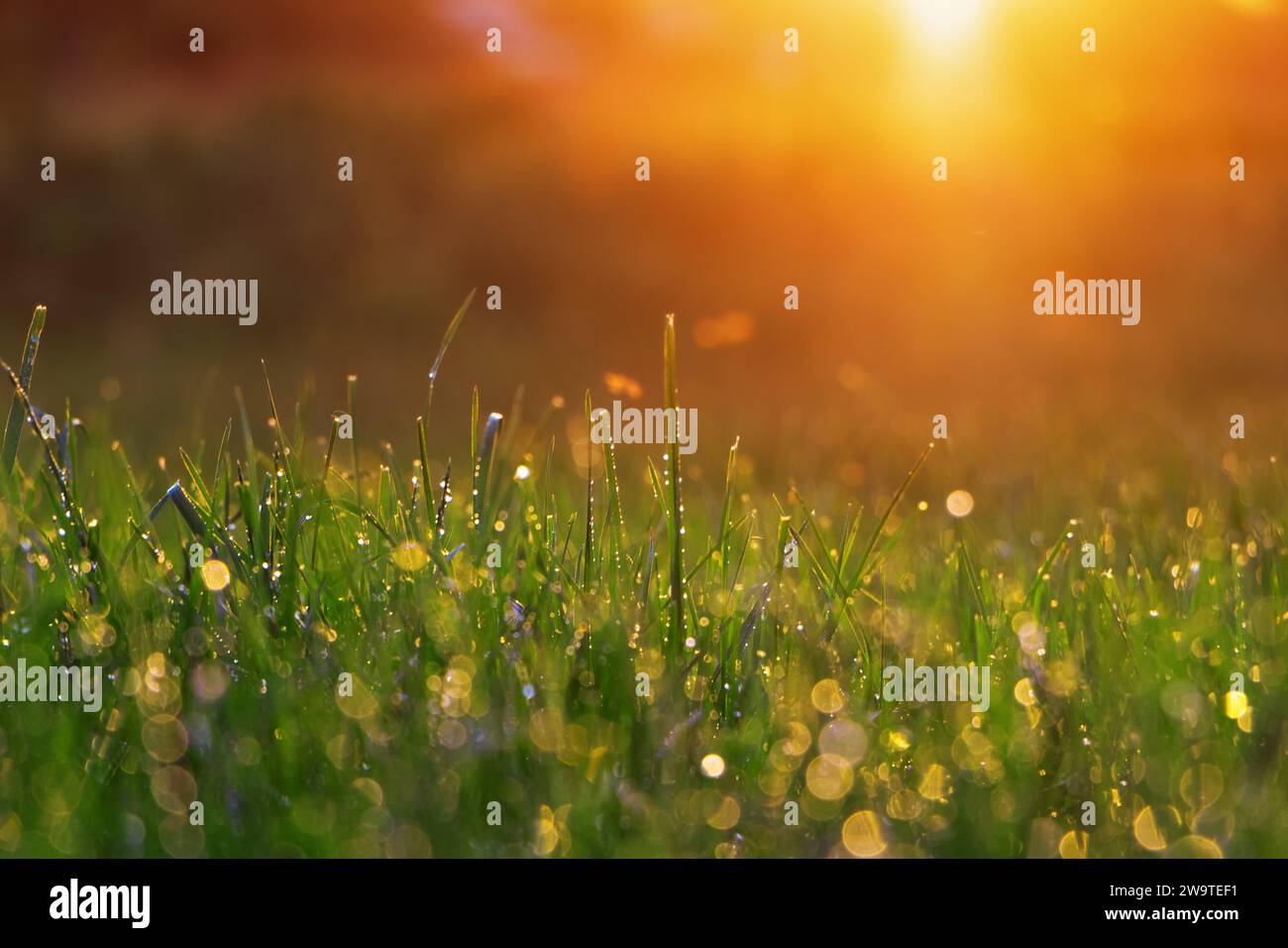 Sun rays and morning dew drops hi-res stock photography and images - Alamy