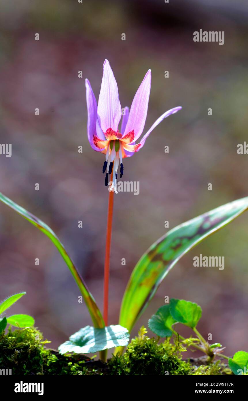 Dogtooth viola flower (Erythronium dens-canis) in a beech forest Stock ...
