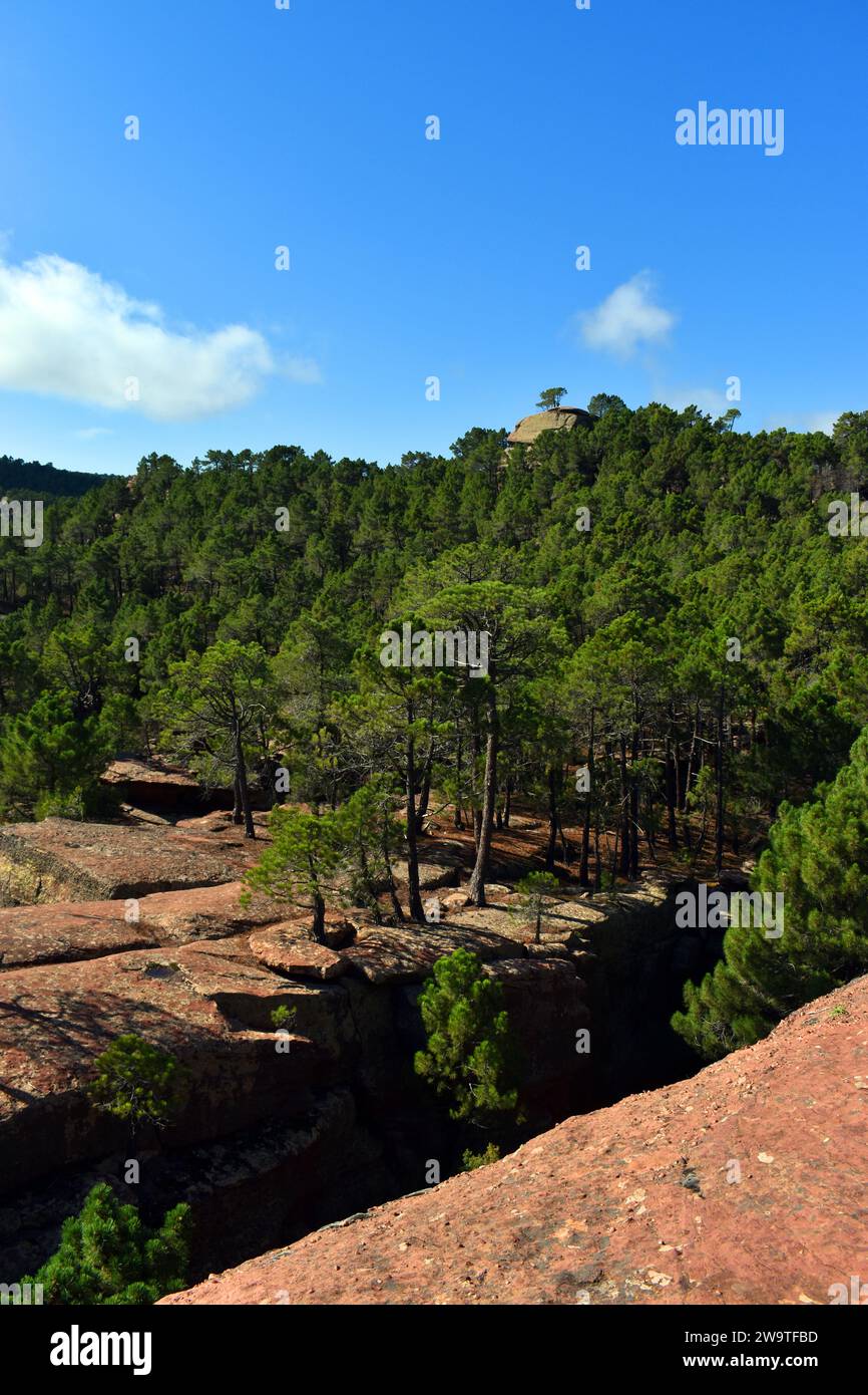 Protected Landscape of the Rodeno Pine Forests formed by Pinus pinaster ...