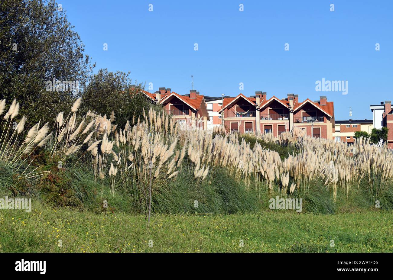 The invasive plant Pampas grass (Cortaderia selloana) grows next to a ...