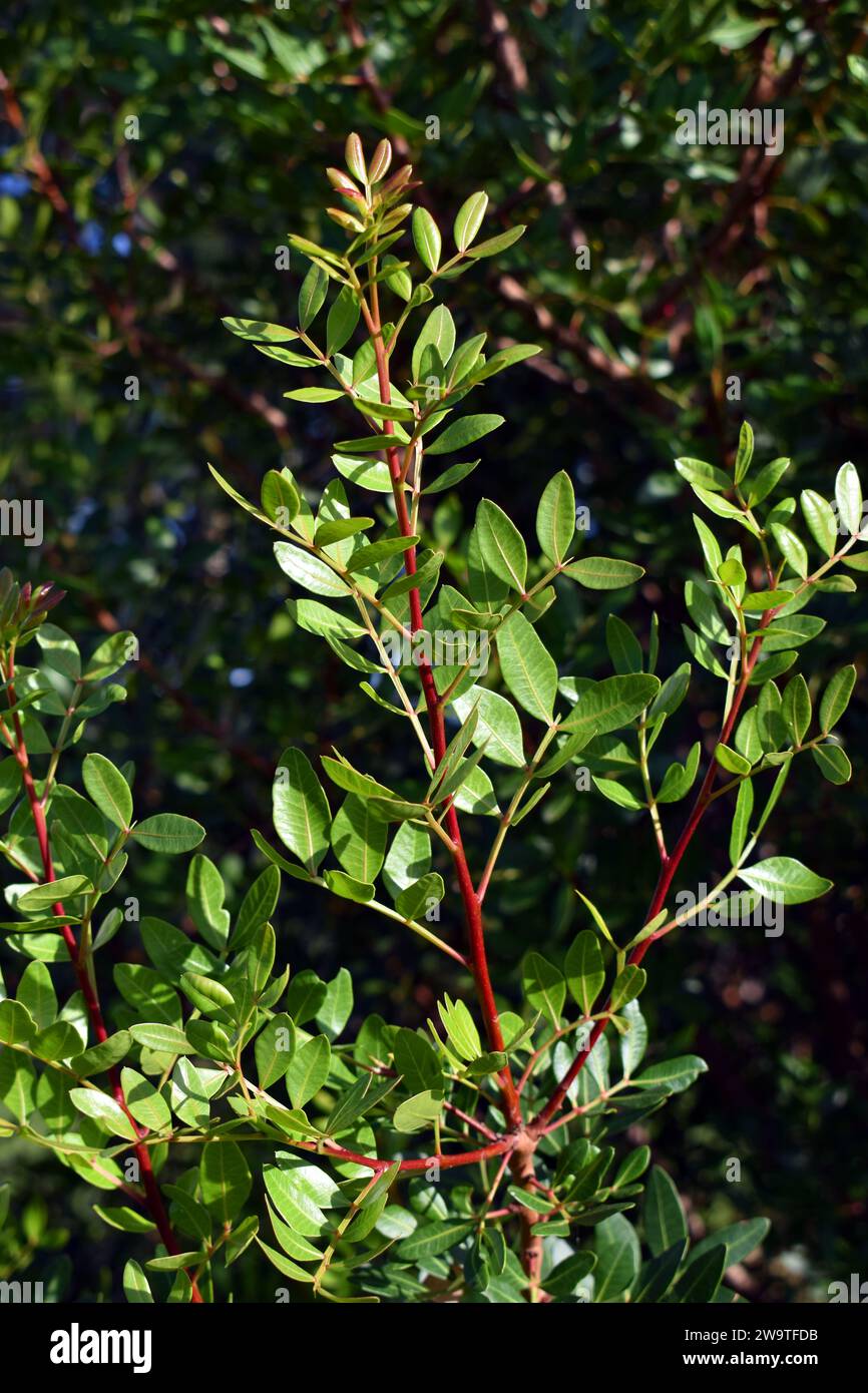 Branches and leaves of mastic (Pistacia lentiscus Stock Photo - Alamy