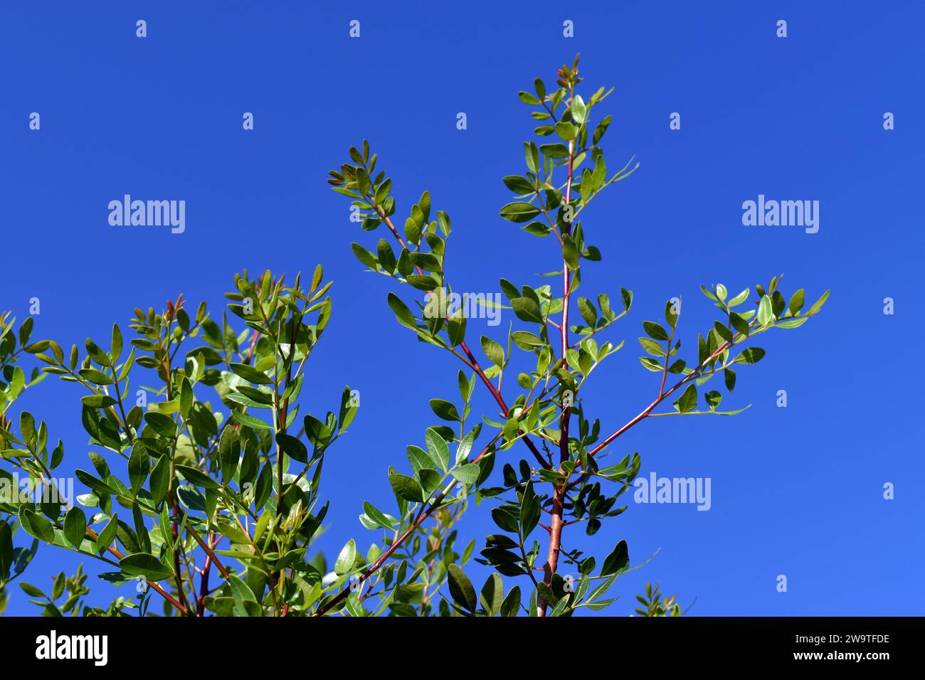 Branches and leaves of mastic (Pistacia lentiscus) with a blue sky ...
