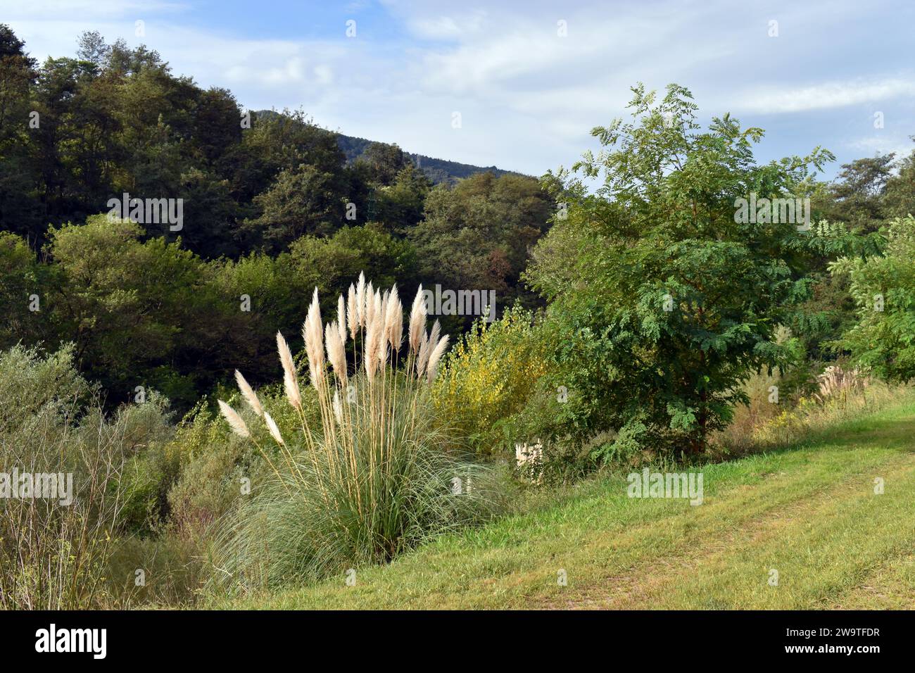 The invasive pampas grass plant (Cortaderia selloana) grows in a park ...
