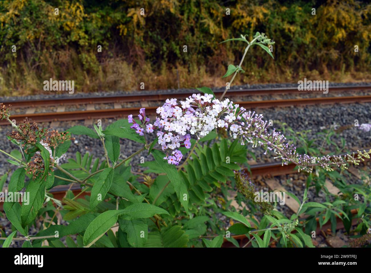 The invasive plant summer lilac (Buddleja davidii or Buddleia davidii ...