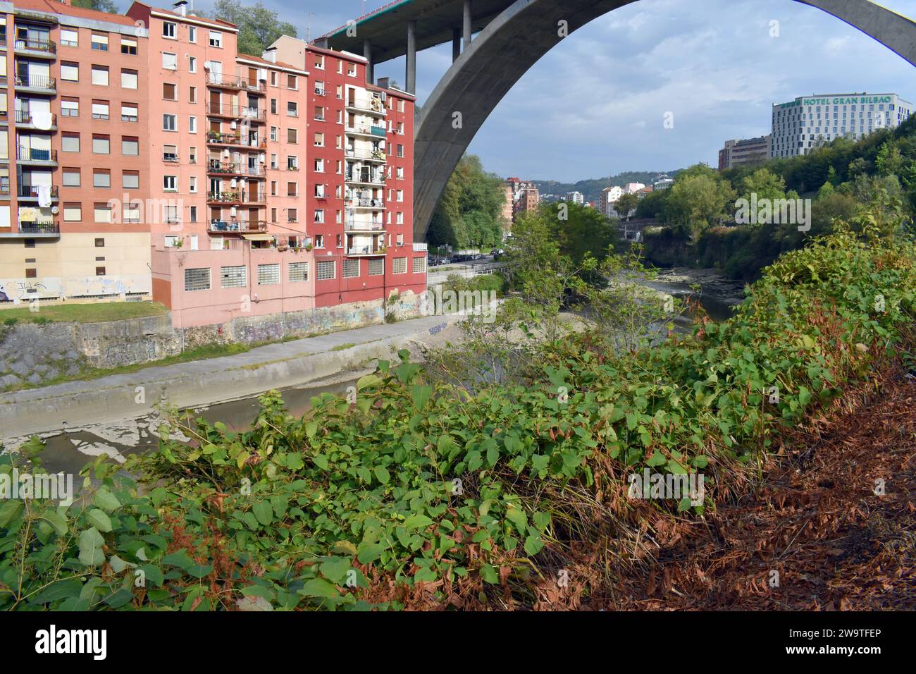 The invasive plant Japanese knotweed (Reynoutria japonica or Fallopia ...