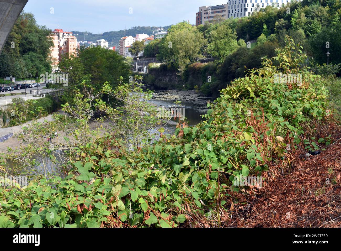 The invasive plant Japanese knotweed (Reynoutria japonica or Fallopia ...