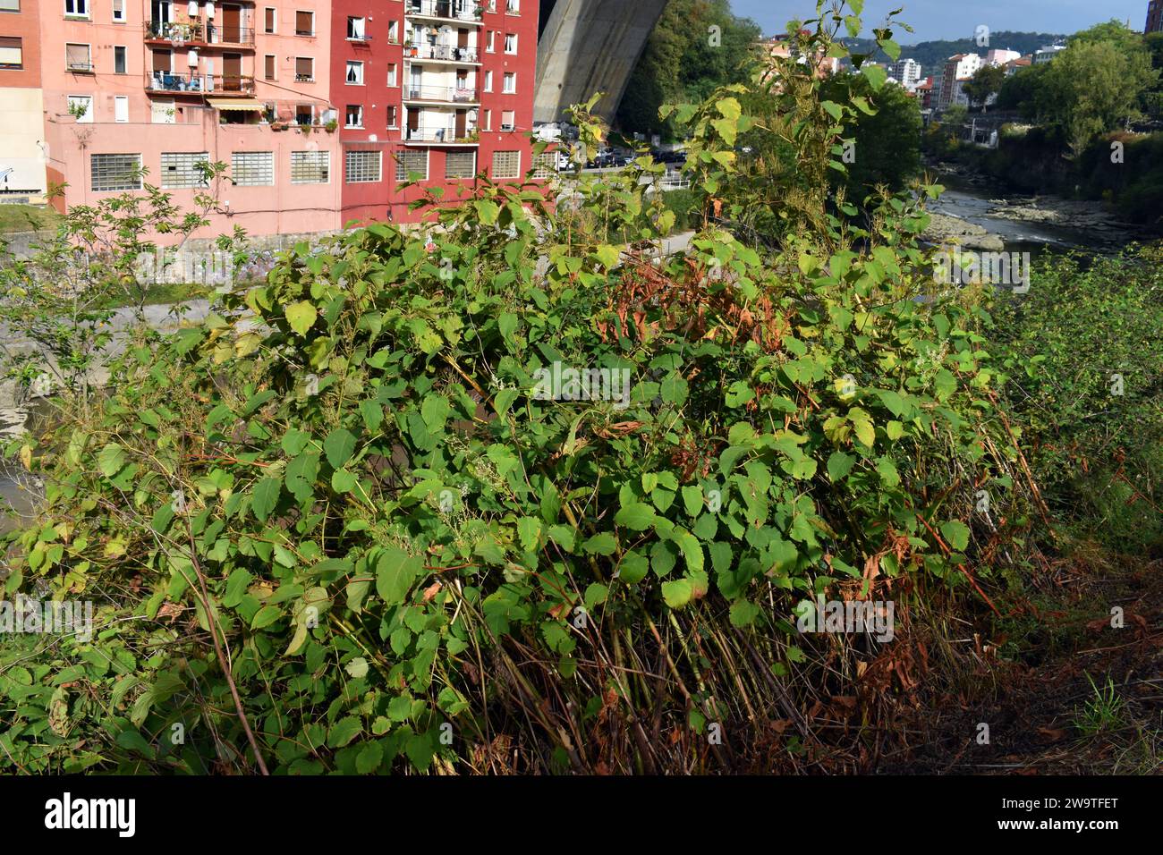 The invasive plant Japanese knotweed (Reynoutria japonica or Fallopia ...